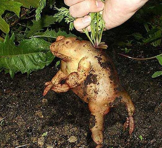 Frog Looking Potato