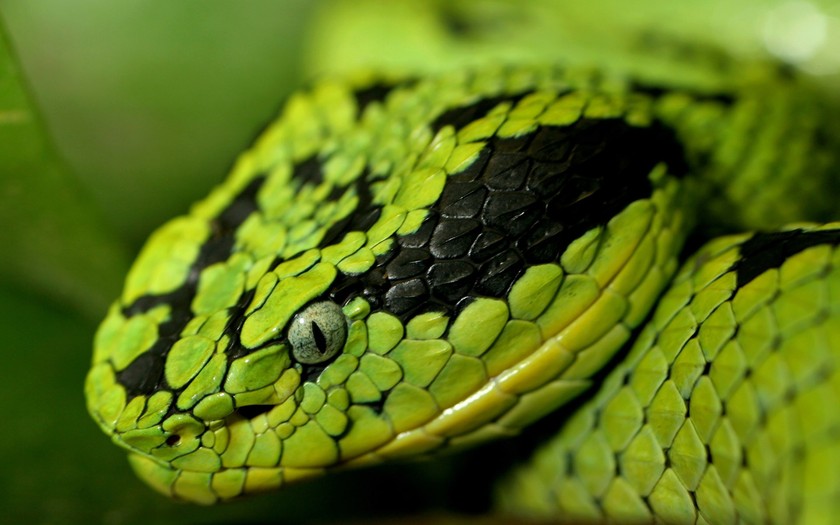 Green Snake